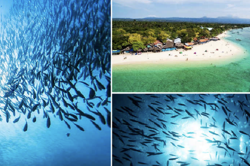 Discover the Wonders of Cebu: 10 Unique Things to Do in the Philippines ...